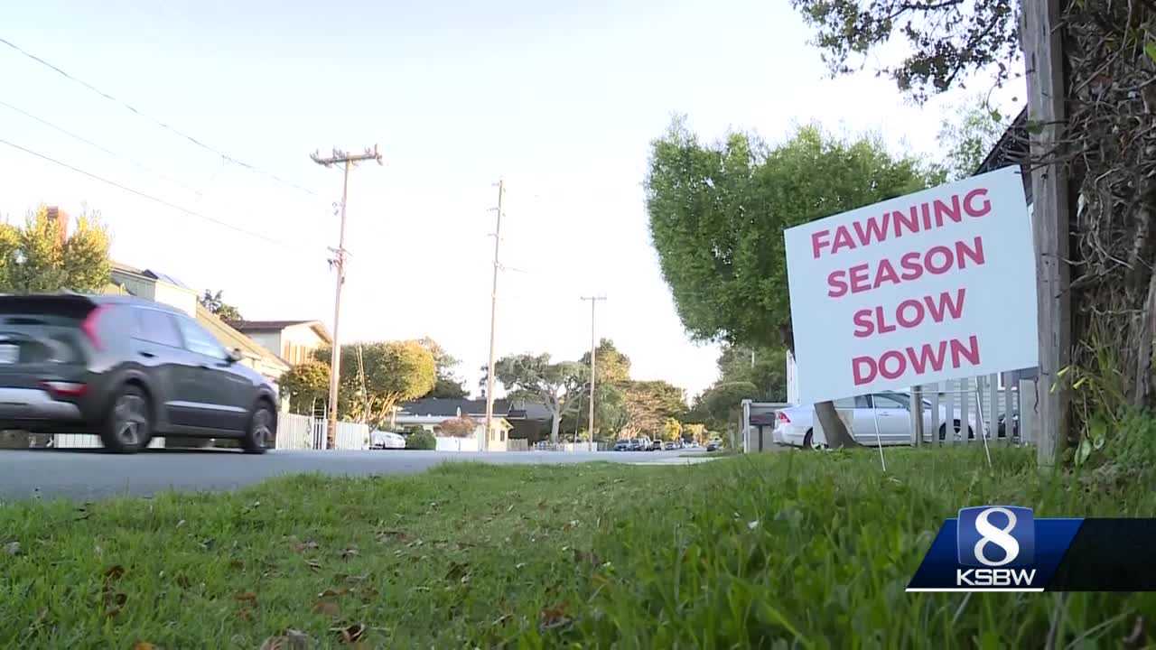 Deer fawning and seal pupping season underway in Pacific Grove