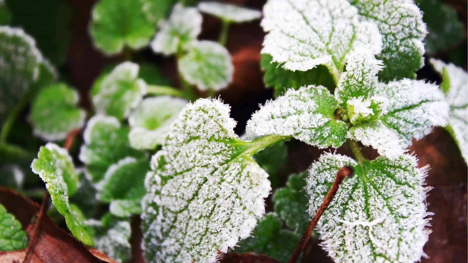 11 Early Spring Plants That Can Handle a Cold Snap