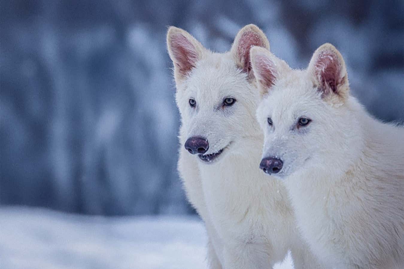 No, the dire wolf has not been brought back from extinction