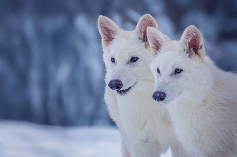 No, the dire wolf has not been brought back from extinction