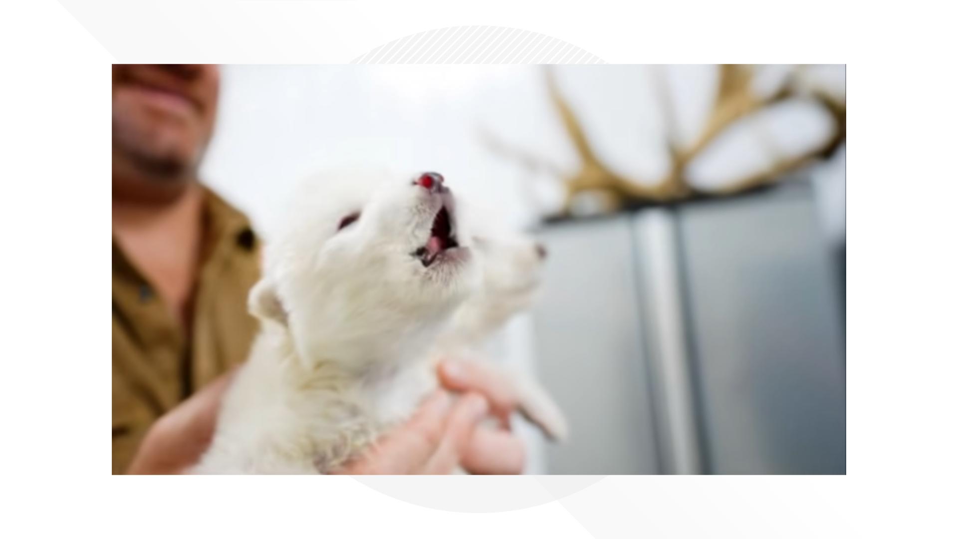 Listen to the sound of a dire wolf pup, no longer extinct