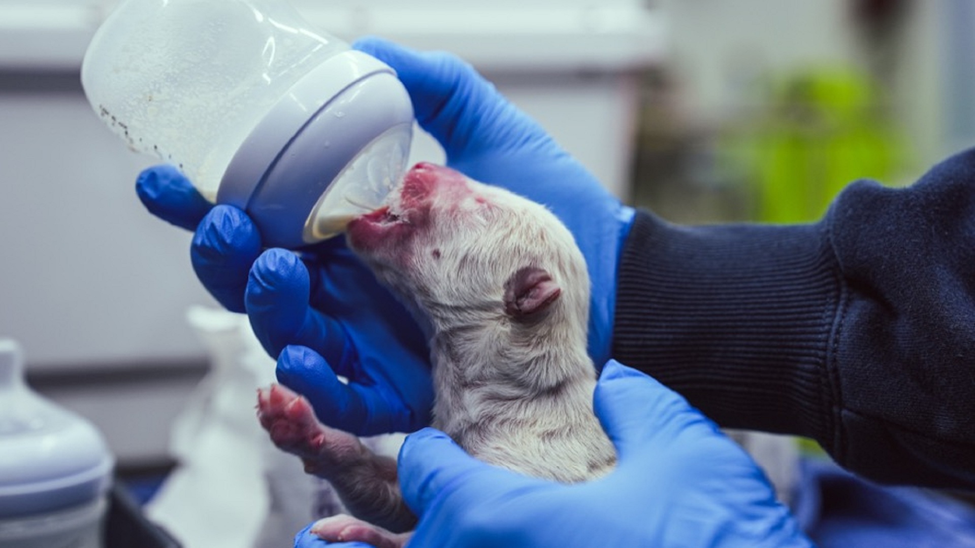 Game of clones: Dire wolves reborn as Colossal unleashes world’s first ...