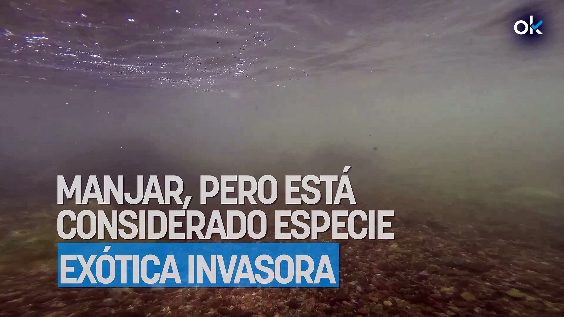 Te has comido más de uno: este animal es un manjar, pero está ...