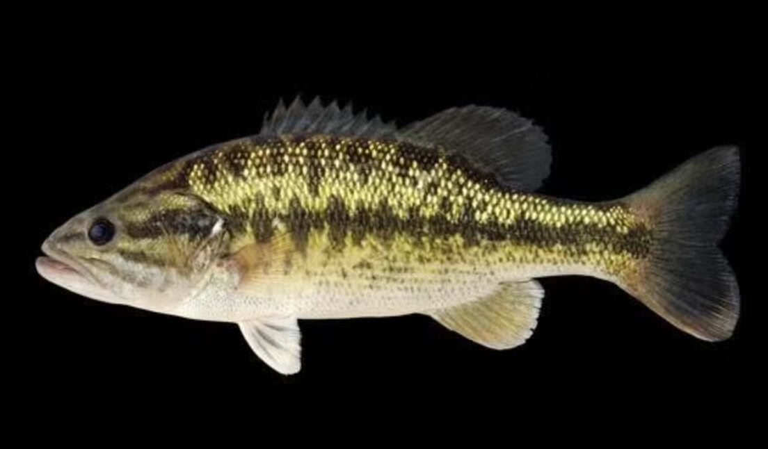 Missouri Department of Conservation proposes new restrictions for ...