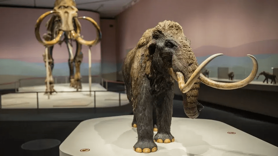 Scientists use elephant DNA to bring back the woolly mammoth