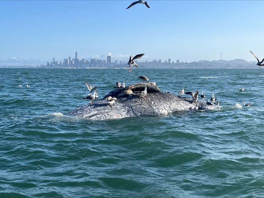 Scientists investigate more dead whales found in San Francisco Bay
