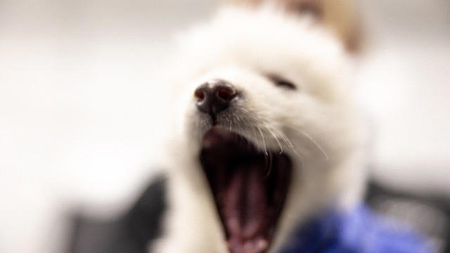 A Texas company has brought back the dire wolf