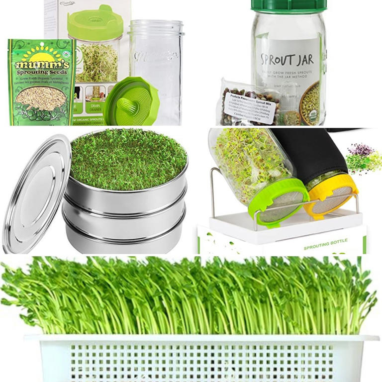 Best Sprouting Kits