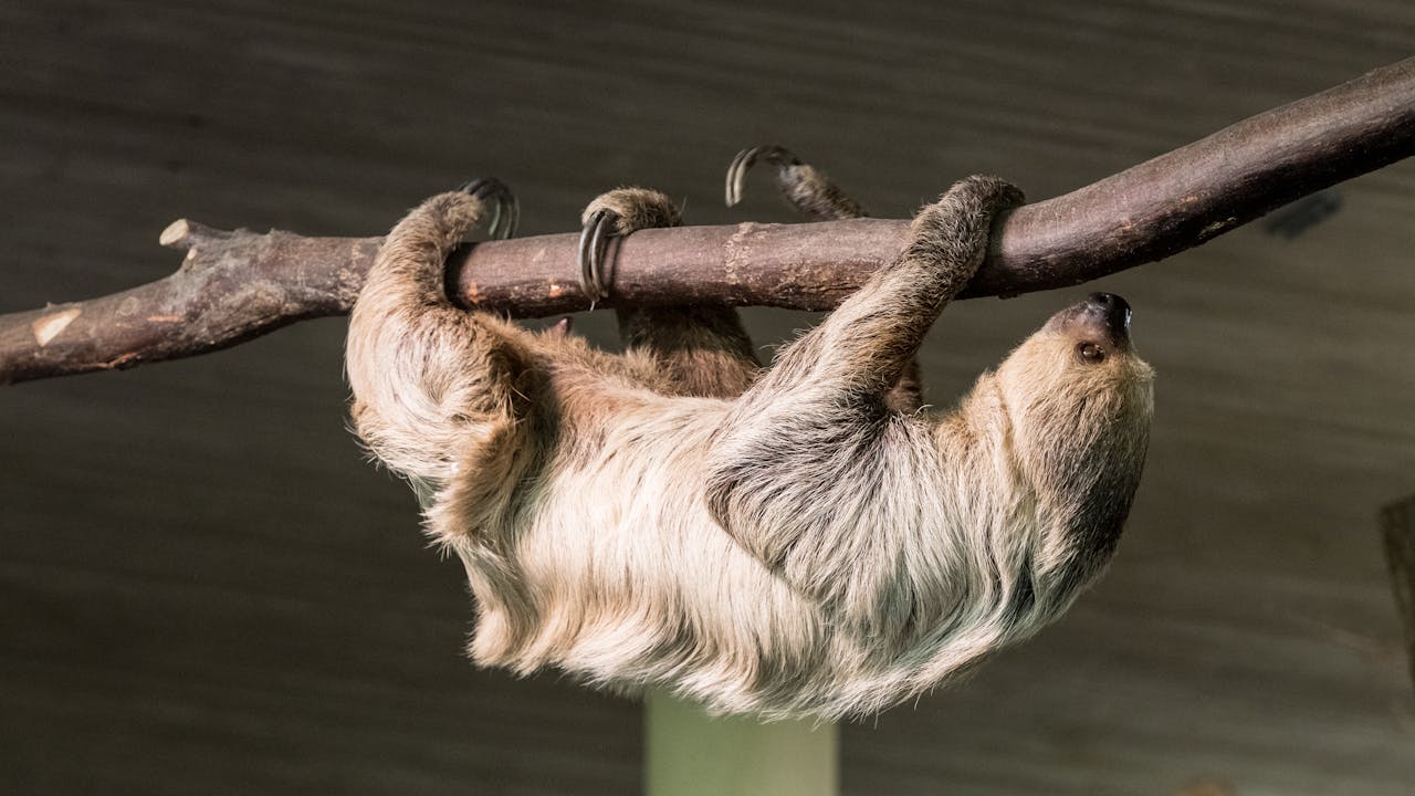 Slow and steady: what makes sloths so sluggish?