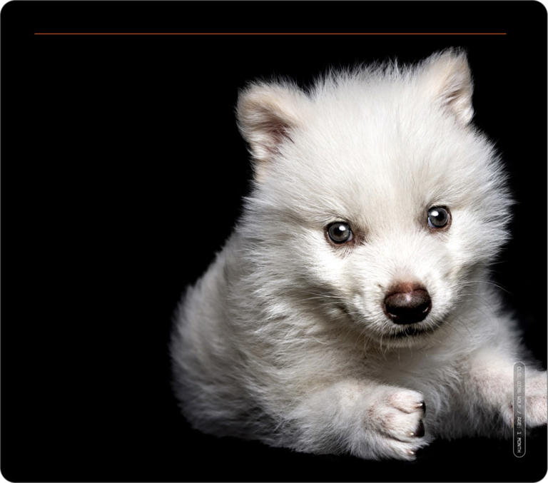 Game of clones: Dire wolves reborn as Colossal unleashes world’s first ...