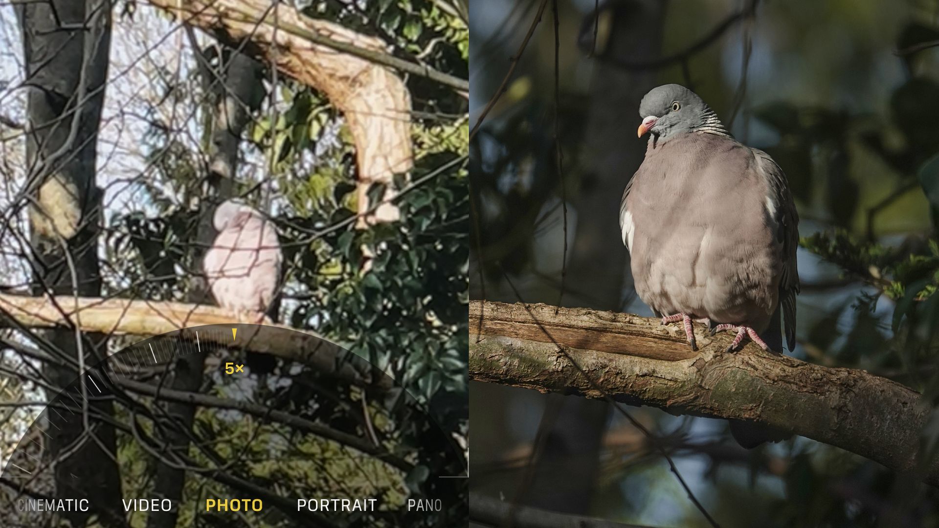 Optical zoom vs digital zoom: What's the difference?