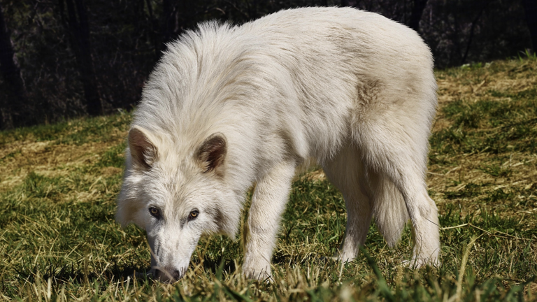 Colossal Biosciences says it revived the long-extinct dire wolf