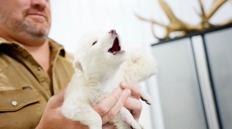 Dire wolf revived after 10,000 years due to biotech company's de-extinction process