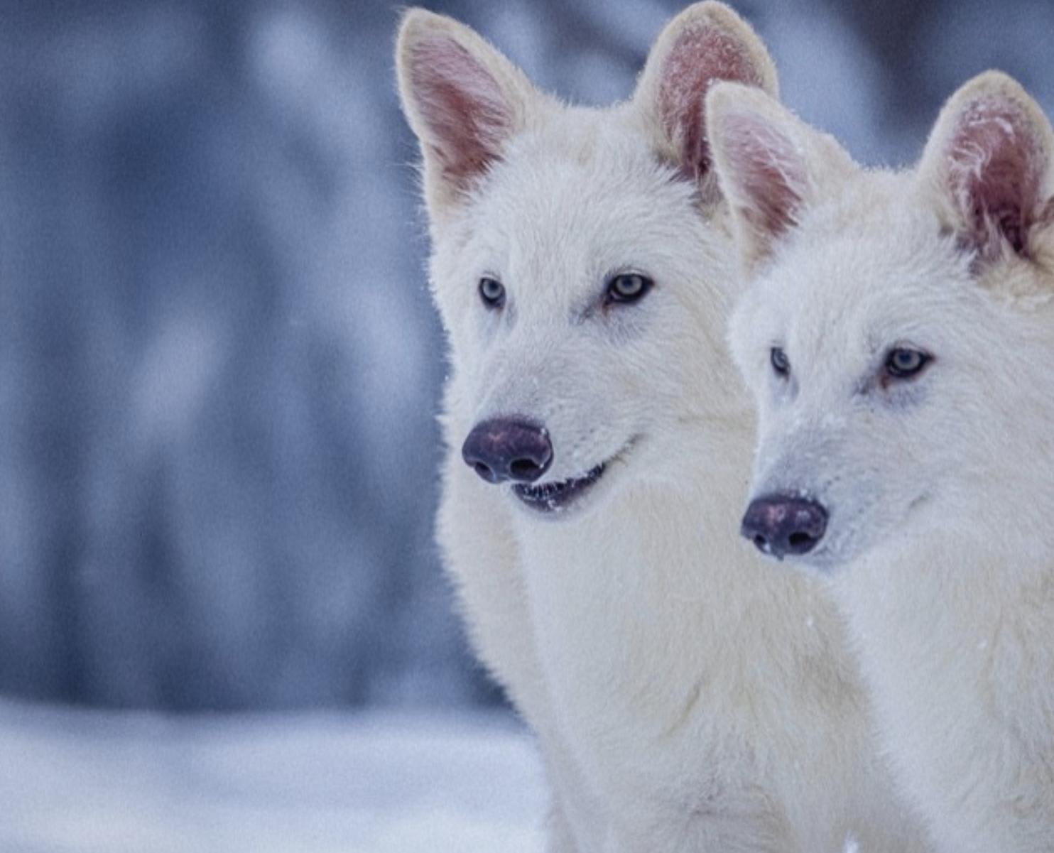 Meet The Dire Wolf Trio Remus, Romulus And Khaleesi: How A Texas Lab ...