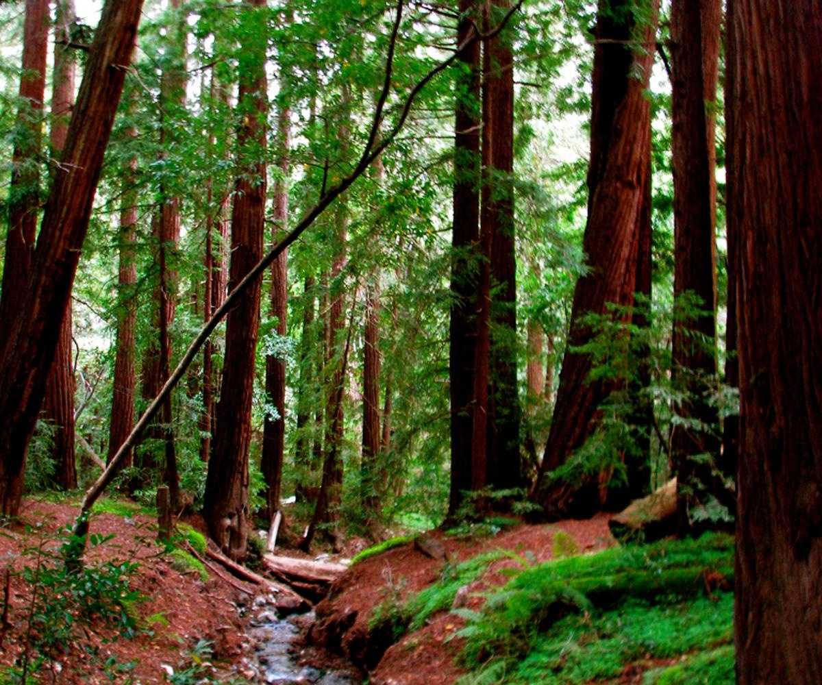 Big Sur forest to increase logging as part of Trump administration order