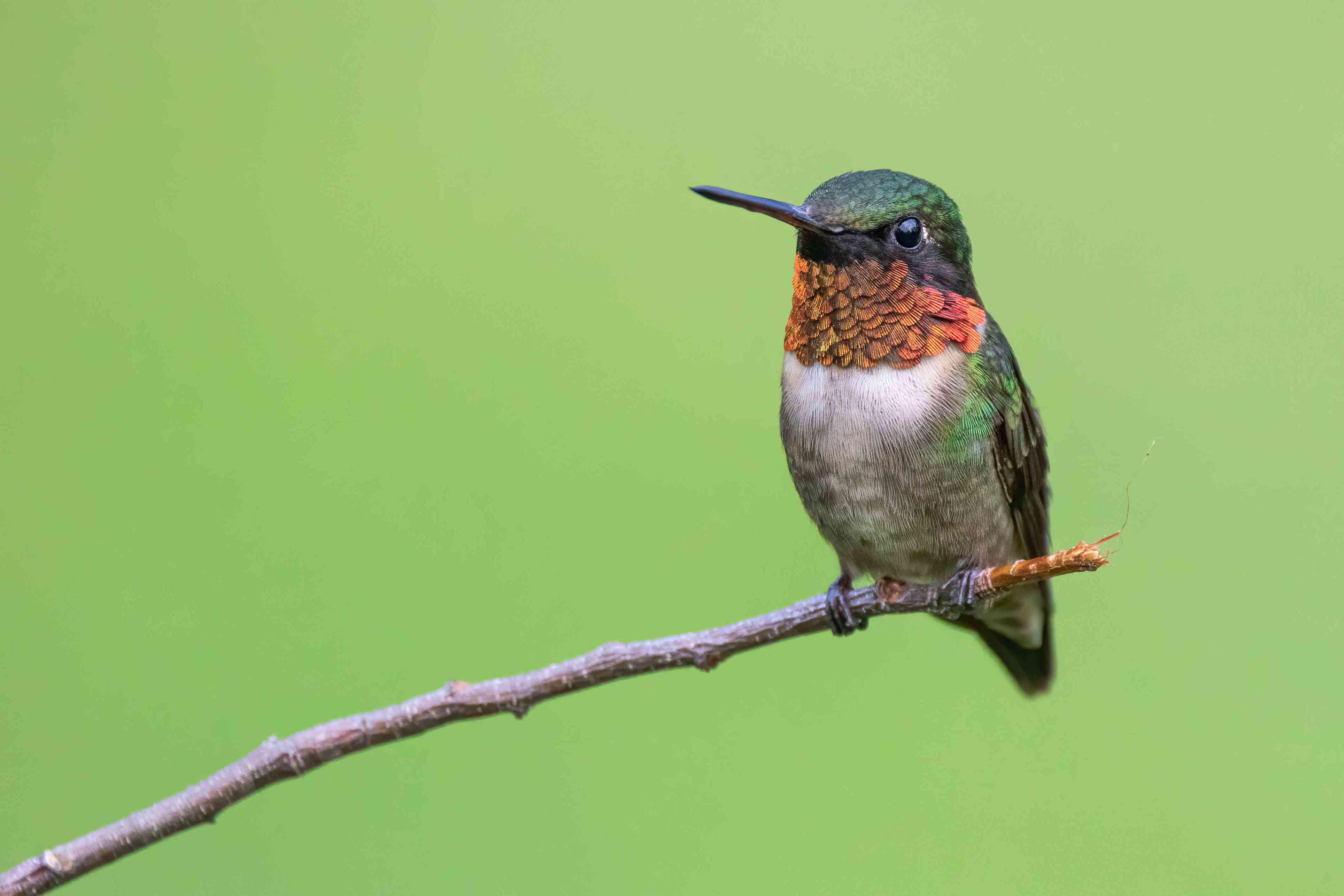 It's Hummingbird Migration Season—This Interactive Map Shows When They ...