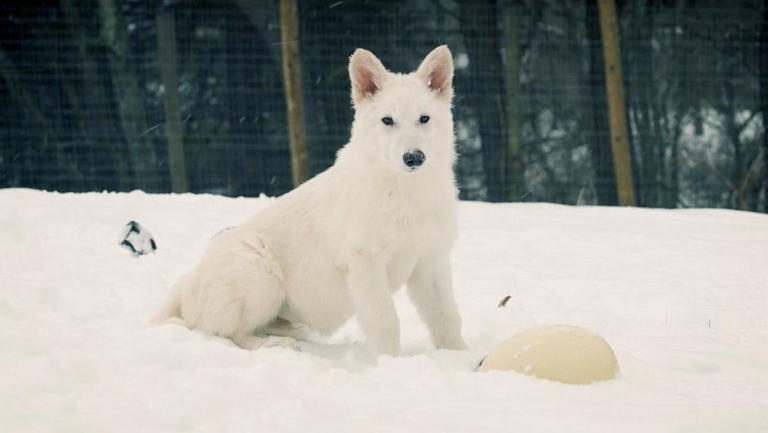 Dire wolf revived after 10,000 years due to biotech company's de ...