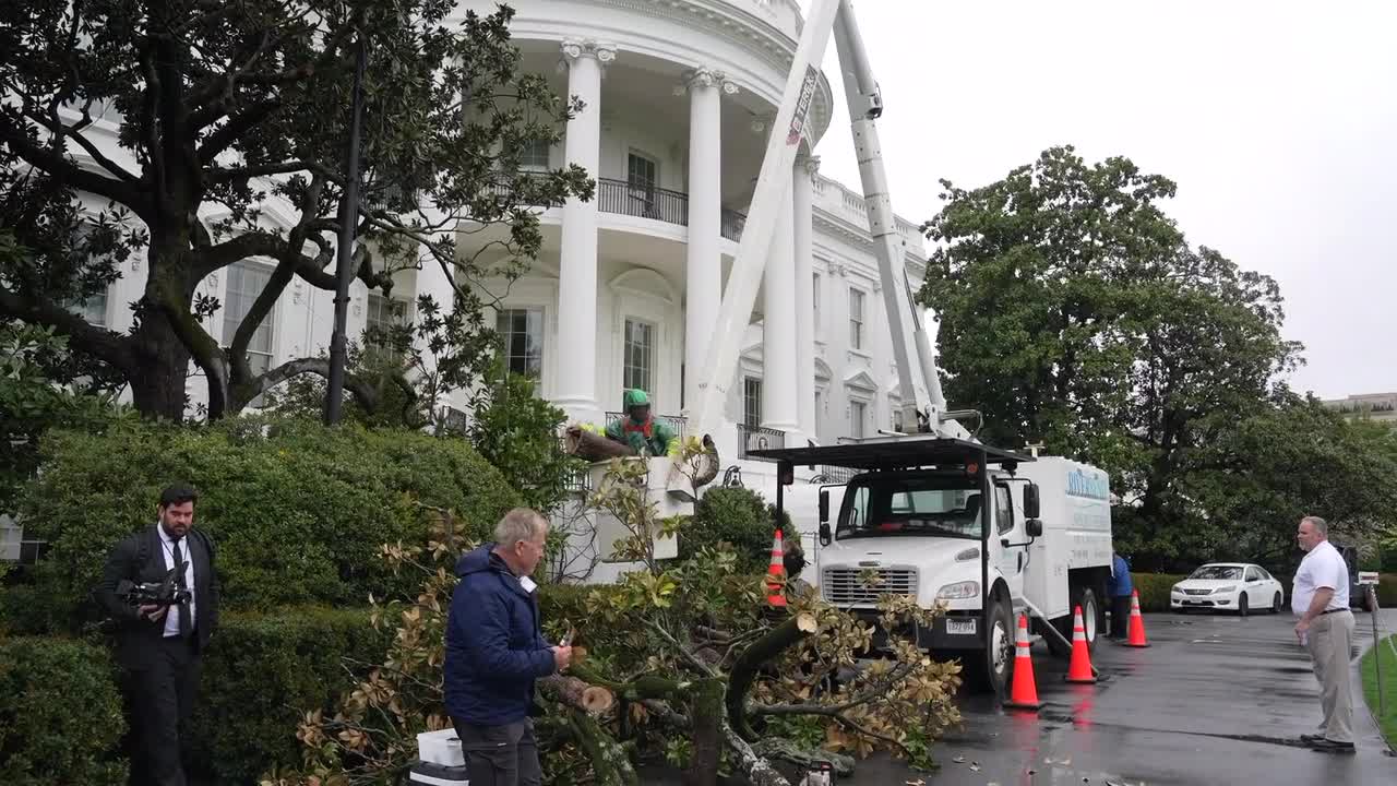 Historic White House Magnolia Tree Cut Down In Washington DC