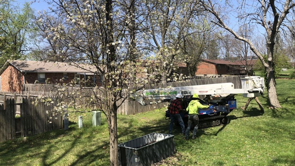 Mid-Missouri tree services cut down Bradford pear trees to reduce ...