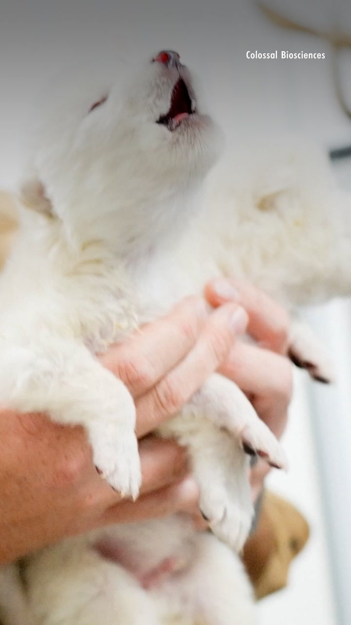 Dire Wolves Return from Extinction: How Ancient DNA Is Bringing the ...