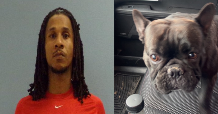Man arrested after police help recover stolen French bulldog Man arrested after police help recover stolen French bulldog