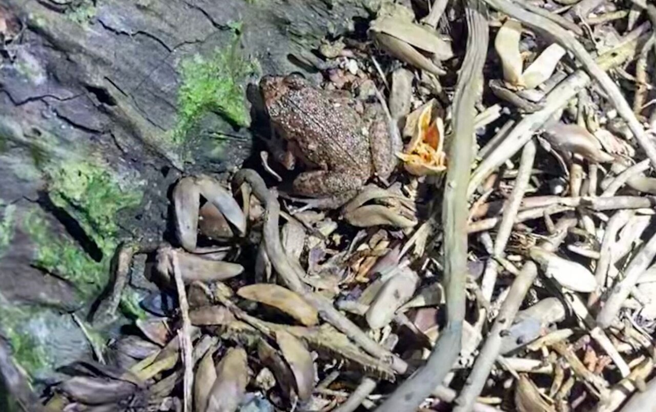 An invasive frog in the Marshall Islands is displacing native species ...