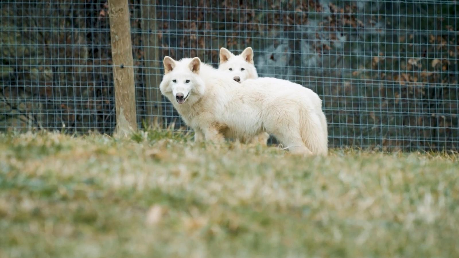 Dire wolf revived after 10,000 years due to biotech company's de ...