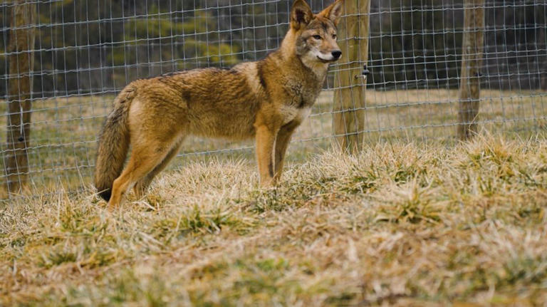 Dire wolf revived after 10,000 years due to biotech company's de ...