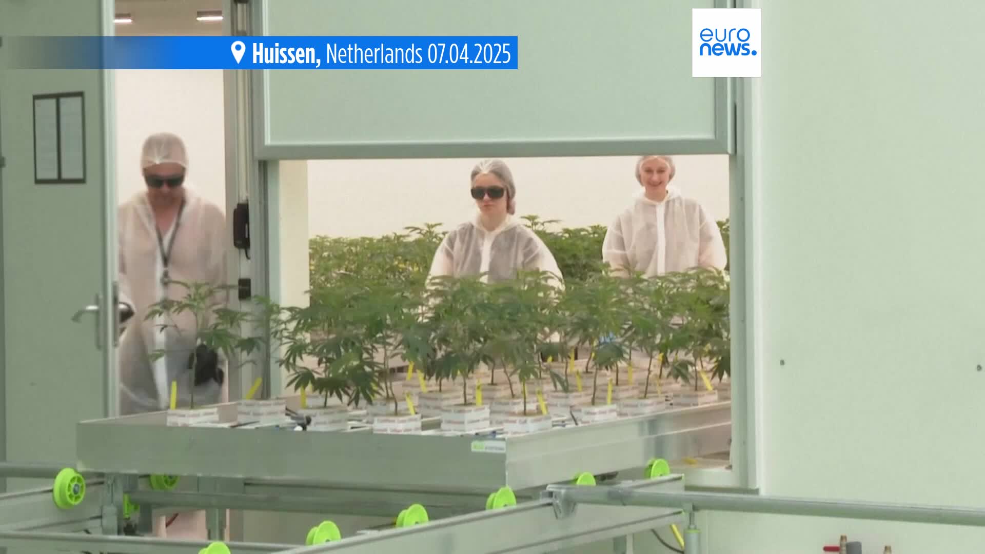 Dutch cannabis growers welcome expansion of scheme to legalise sales