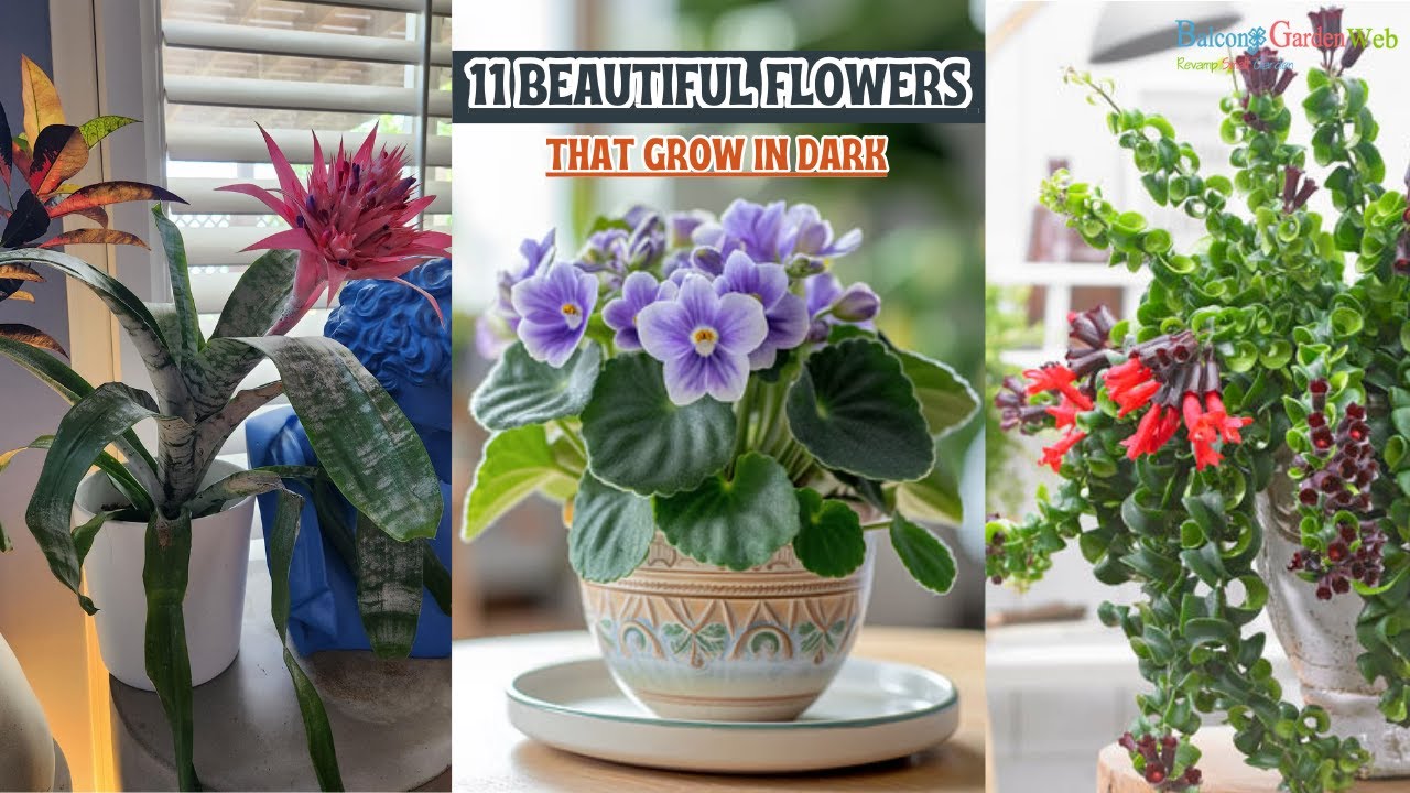How to grow 11 beautiful flowers in low-light spots