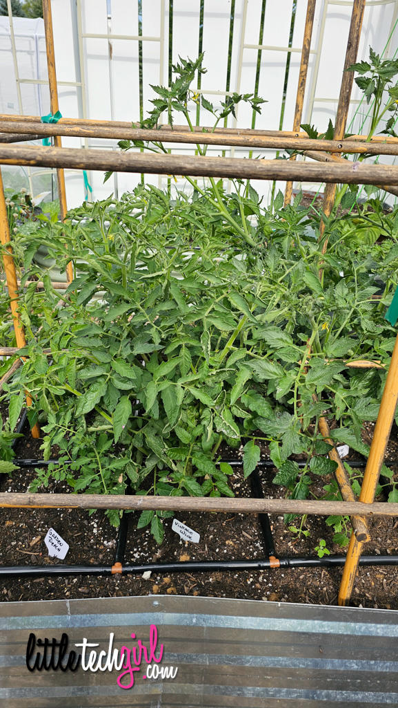 Garden Grid™ review: Best watering system for raised beds?