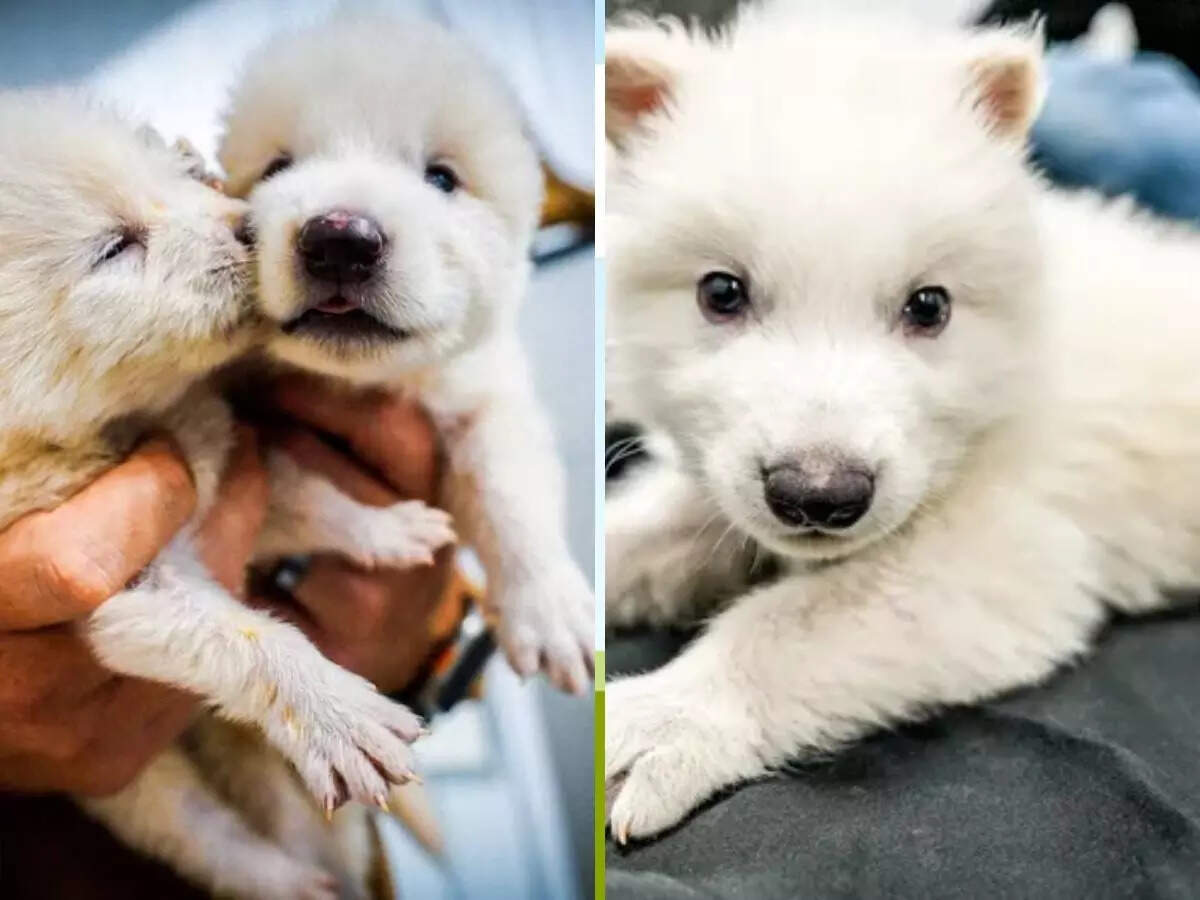 'Game of Thrones' dire wolves return after 12,000 years: How ...