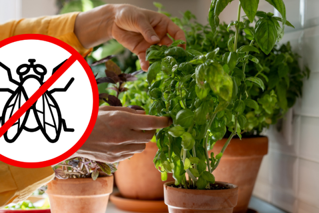 Esta es la planta que debe tener en la cocina para ahuyentar las moscas de forma natural