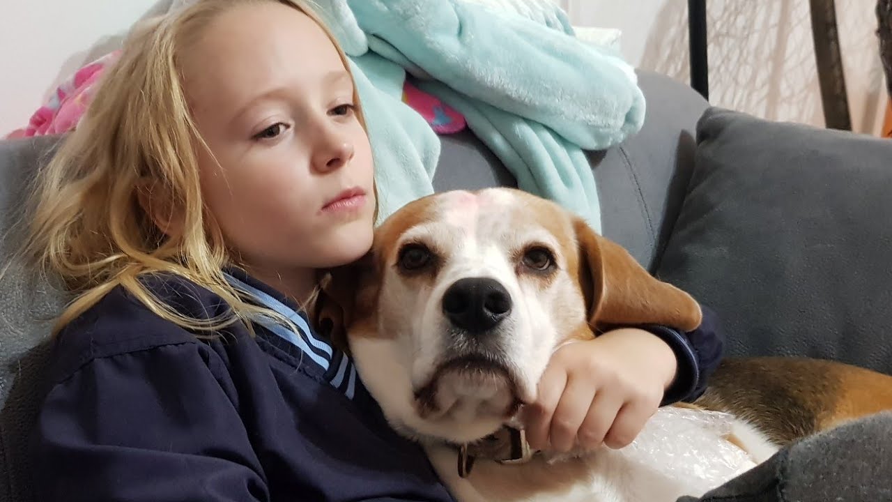 What Beagles Love (Besides Food)