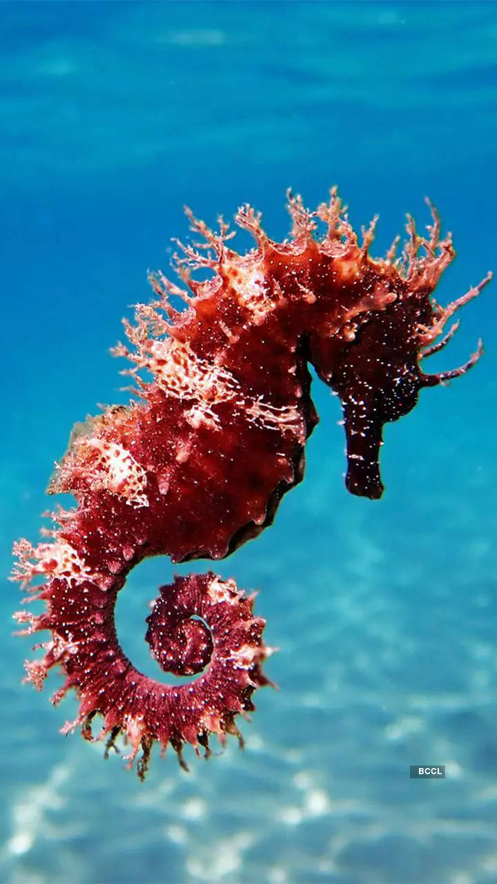 10 most beautiful sea creatures in the world