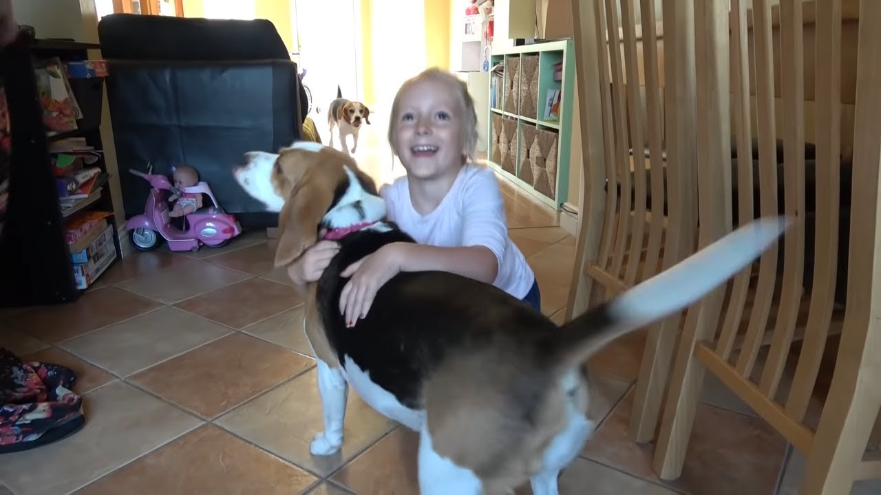 Dogs reunite with owners after time apart