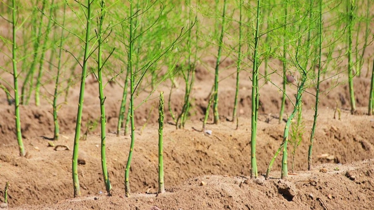 Guía Completa para el Cultivo de Espárragos desde Semilla