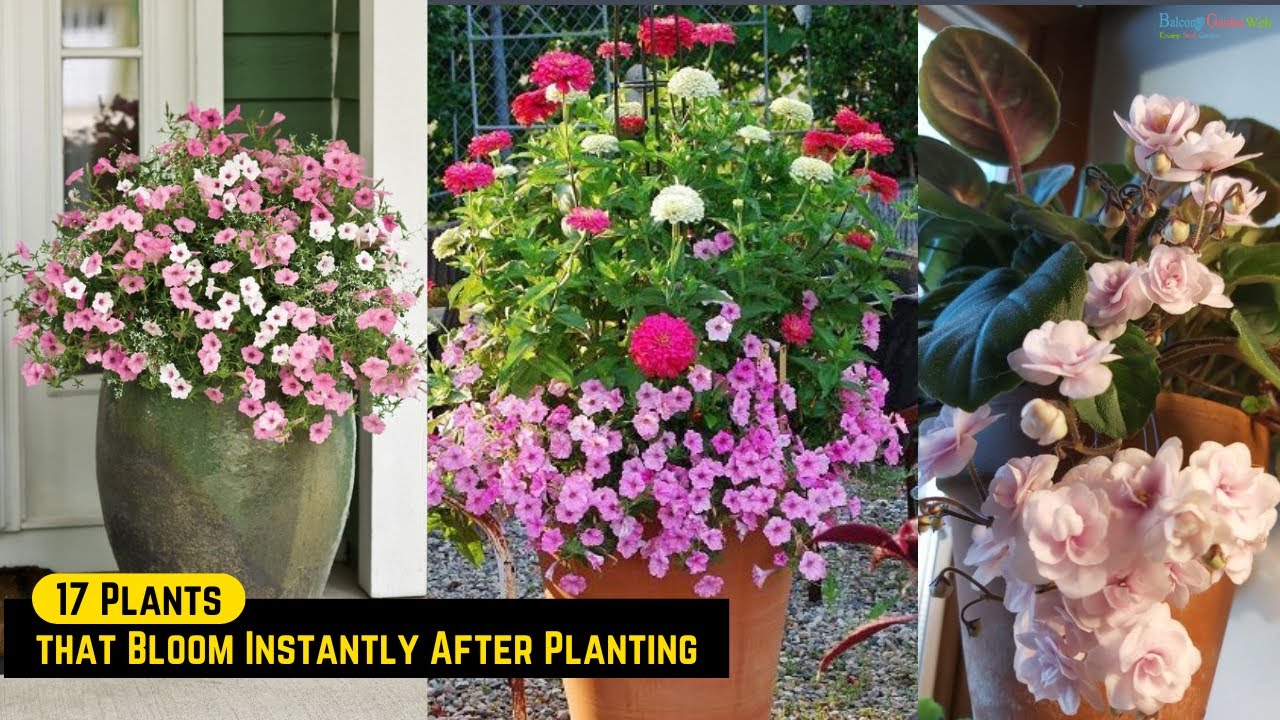 17 Plants that Bloom Instantly After Planting