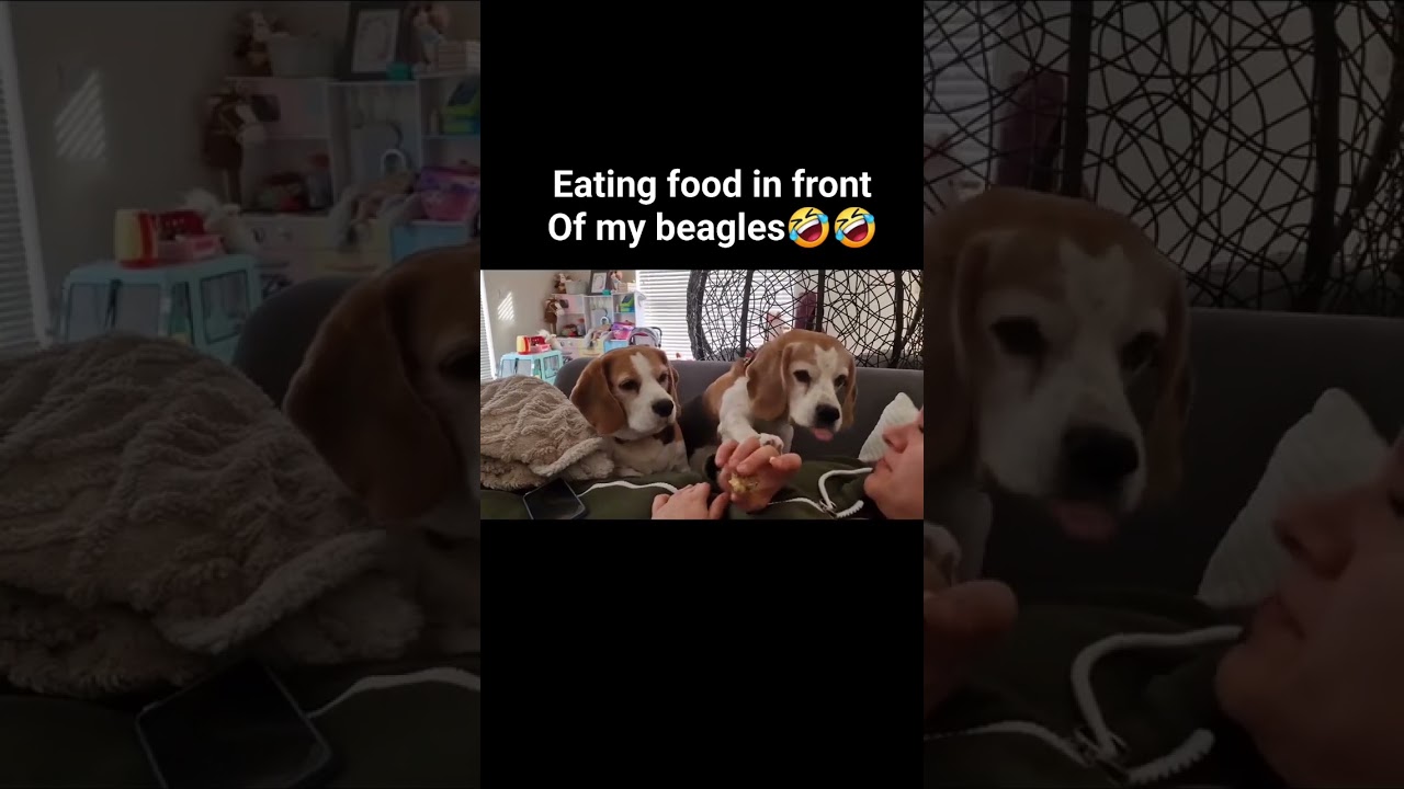 Eating in front of my beagles is always risky