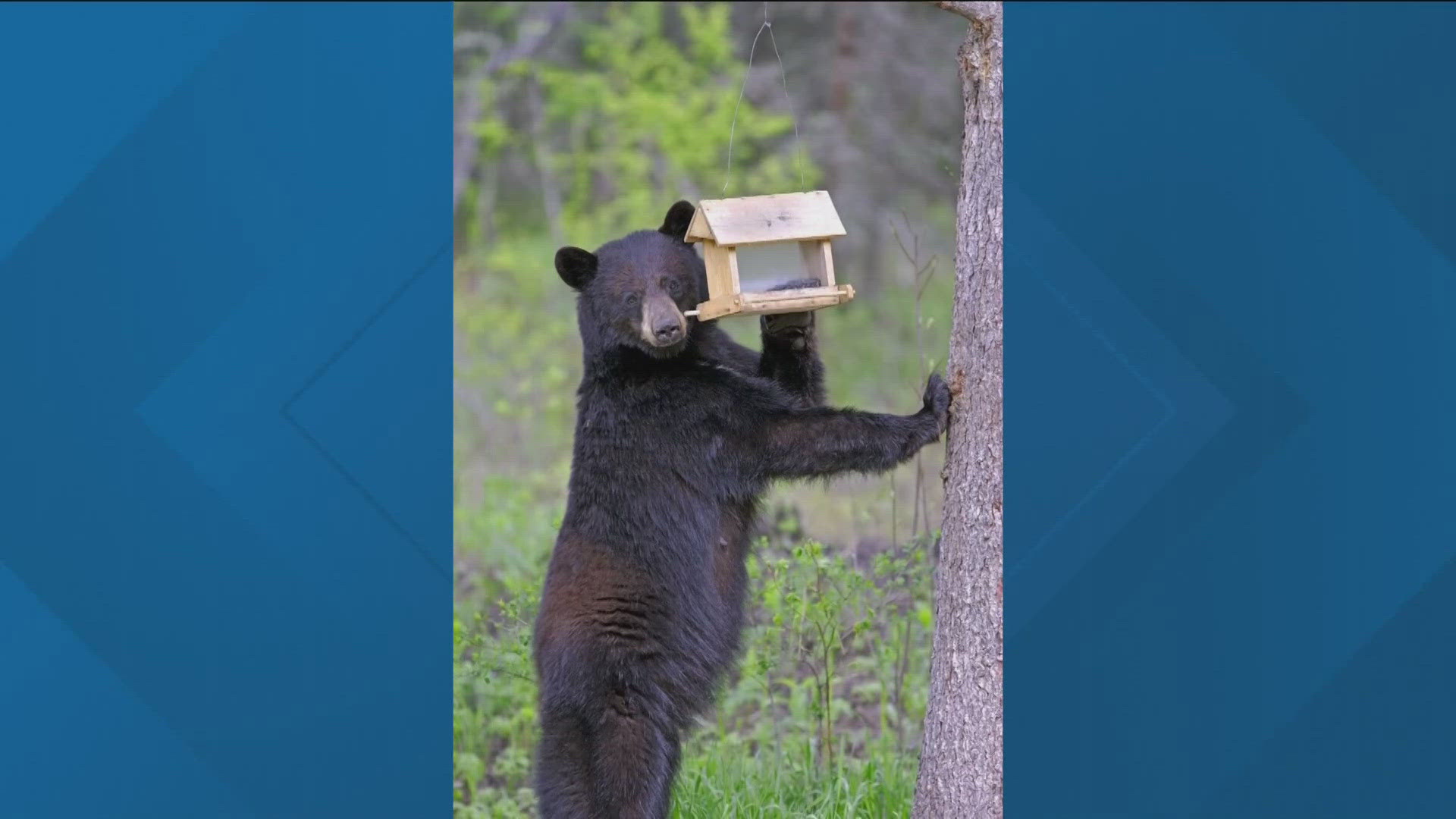 Don't be un-bear-able. Be 'Bear Aware' to avoid attracting bears coming out of hibernation
