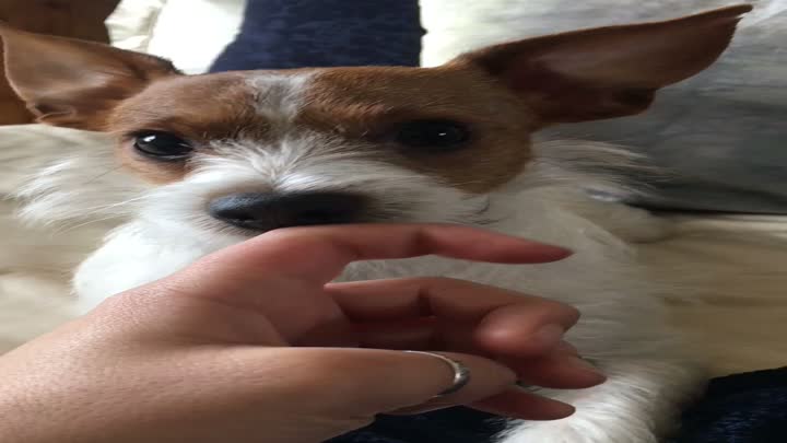When Play Bites Get Too Real—This Dog’s Finger Is In Trouble