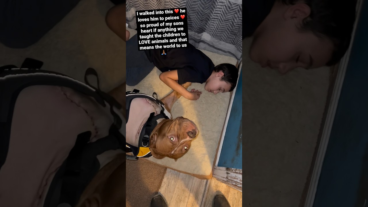 Heartwarming moment as dad sees boy and pit bull napping