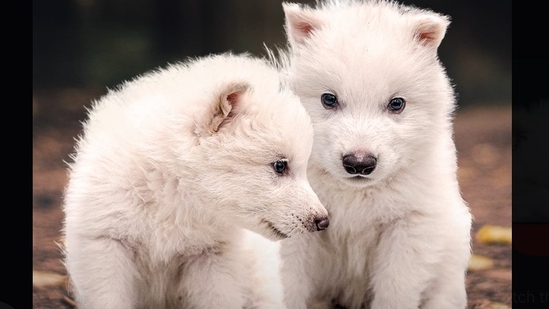 Colossal - The company that brought dire wolves back from extinction