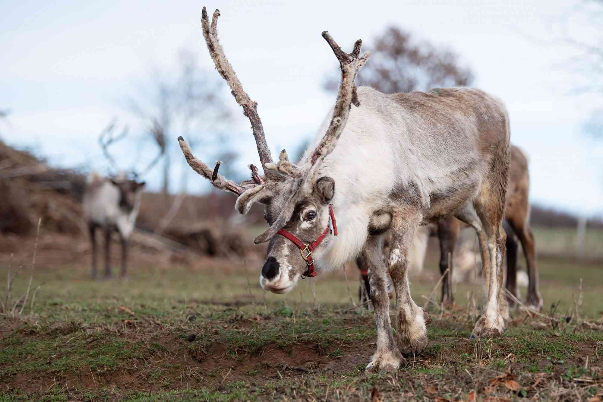 Beloved Alaskan Reindeer Dies After Being Doused in Mystery Liquid by ...