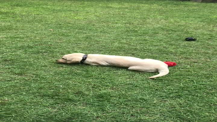 Grass Rolling and Zoomies: Dog’s Perfect Day Out