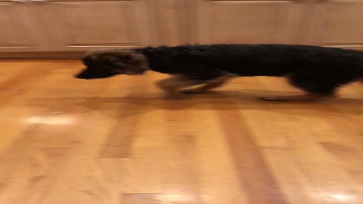 Puppy’s Ice Cube Chase Is the Cutest Home Sport