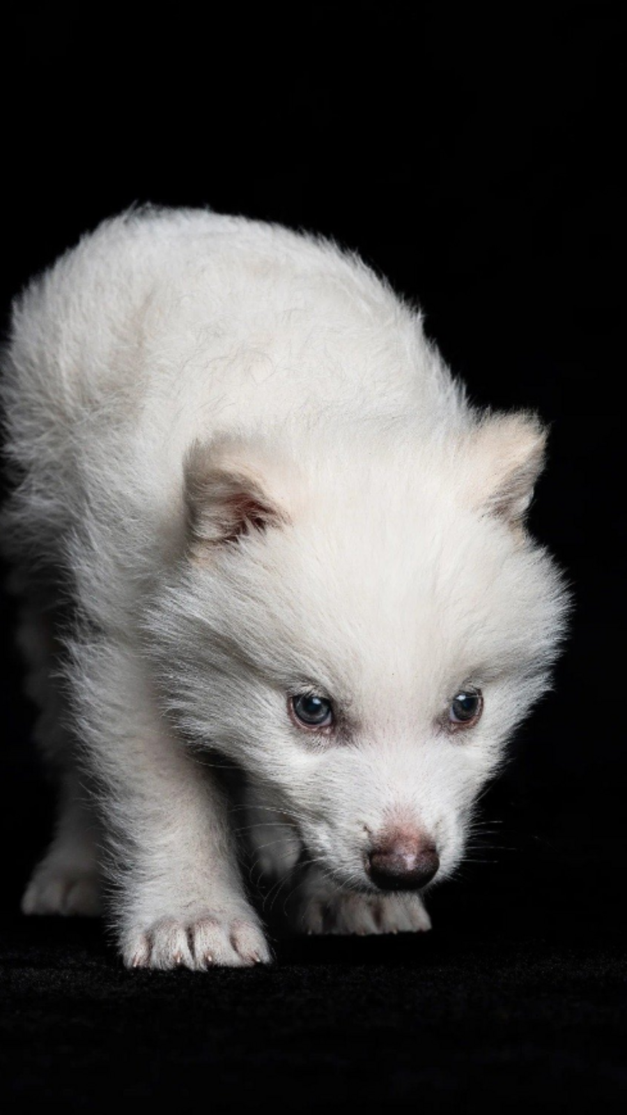 Meet the dire wolf puppies: Remus, Romulus, and Khaleesi- 8 pics
