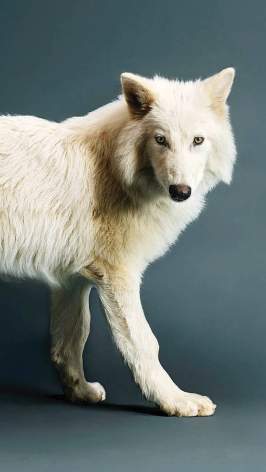 Meet the dire wolf puppies: Remus, Romulus, and Khaleesi- 8 pics