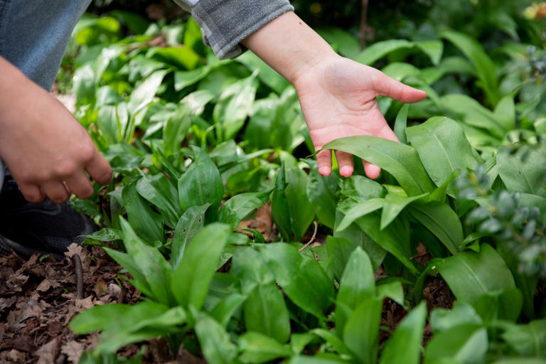 It’s wild garlic season. Again. But what are you actually meant to do ...
