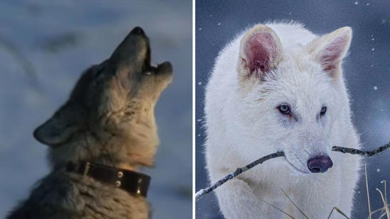 What are dire wolves? Major differences between formerly extinct ...